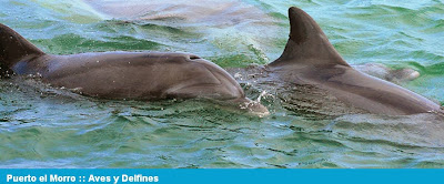 Los delfines de la isla Puná: Otras Rutas de avistamiento de los delfines