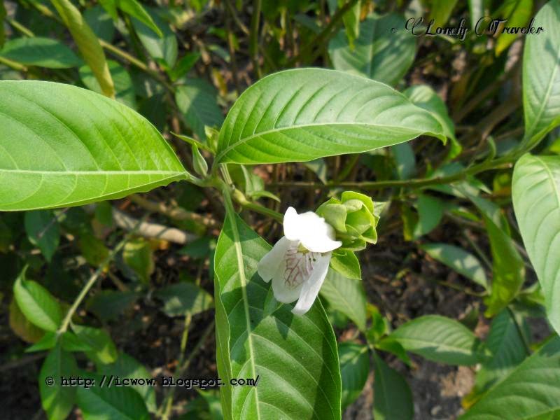 Bashok Ful (বাসক ফুল) - Justicia adhatoda