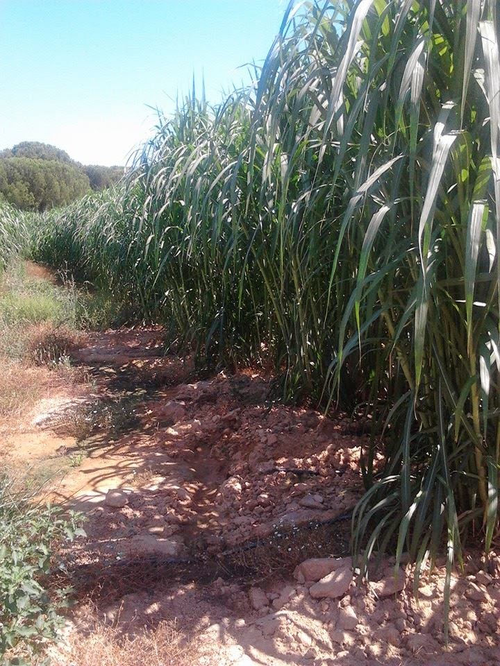 Maralfalfa & King Grass Portugal: Variedade de Maralfalfa Alemã ...