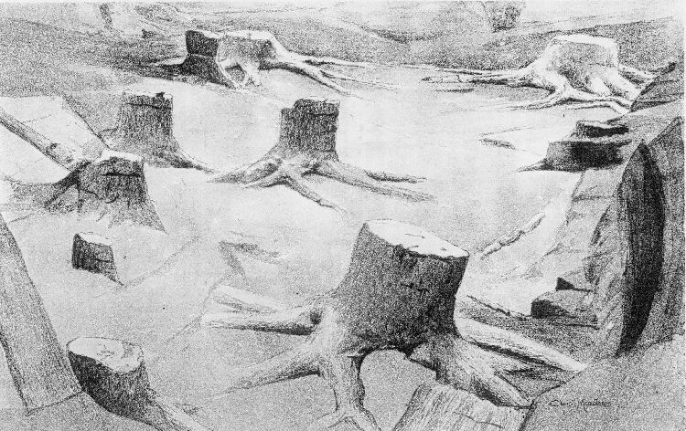 History of Geology: Enter the Coal Swamp Forest: The giant Lycopsid