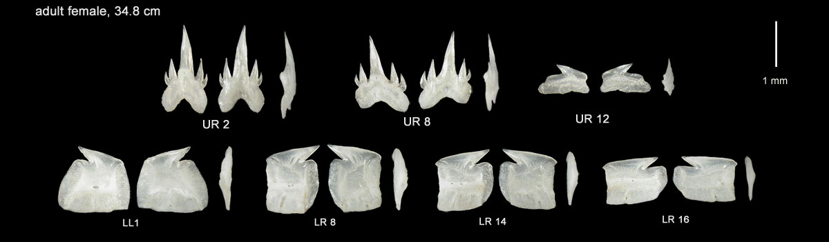 Tiburones en Galicia: Claves de los Squaliformes