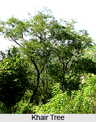 Indian Encyclopedia: Khair Plant, Indian Medicinal Plant