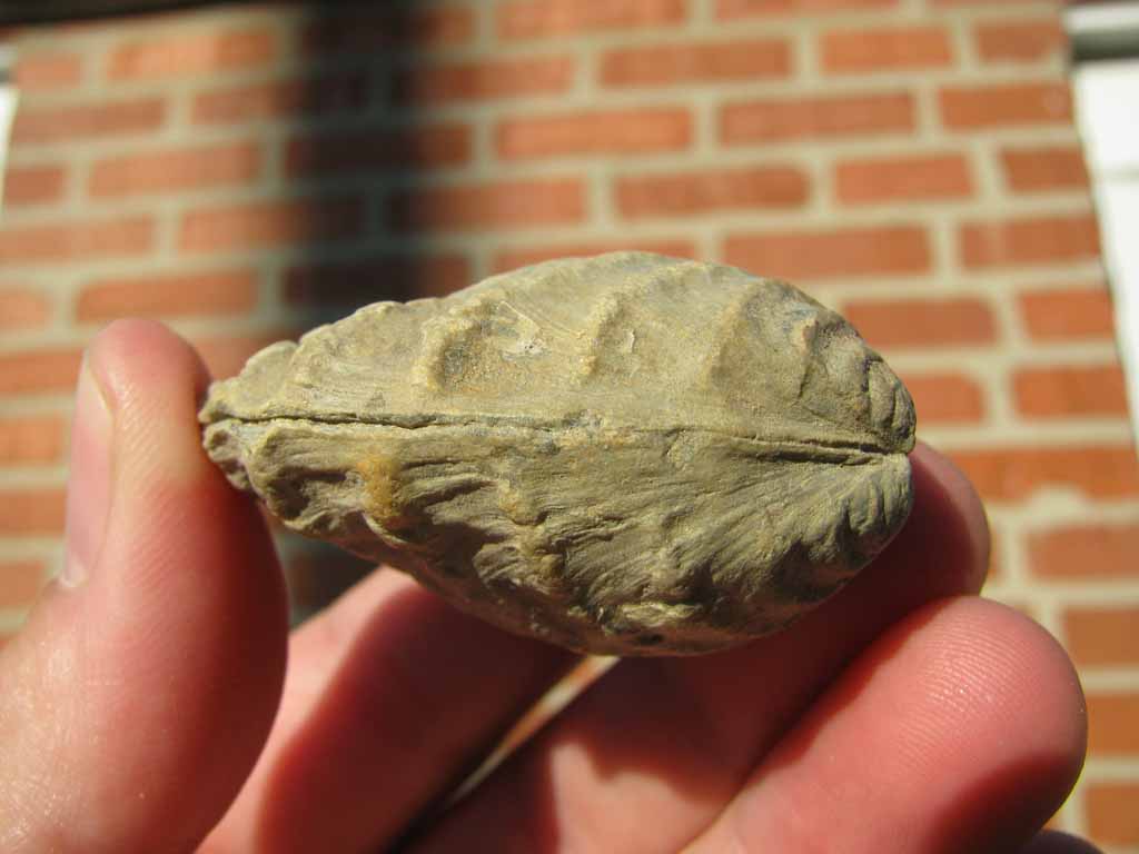 Views of the Mahantango: A trio of Trigonia from France