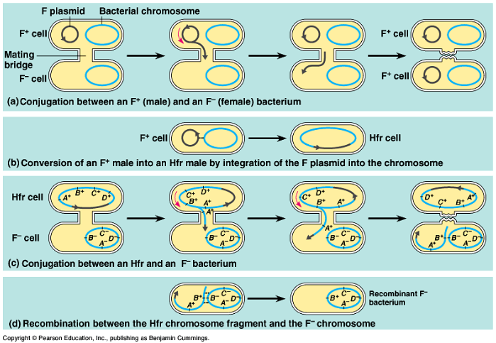 Bakteri Sebagai Contoh Organisme Prokariotik; Ciri-ciri Prokariotik ...