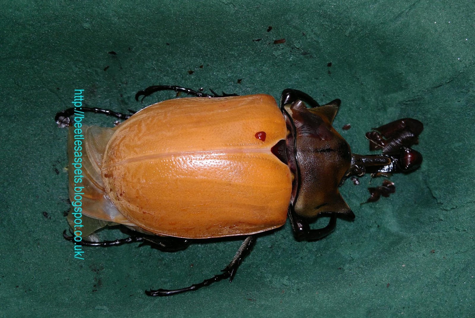 Beetles as pets: Megasoma elephas elephas breeding report (care sheet)