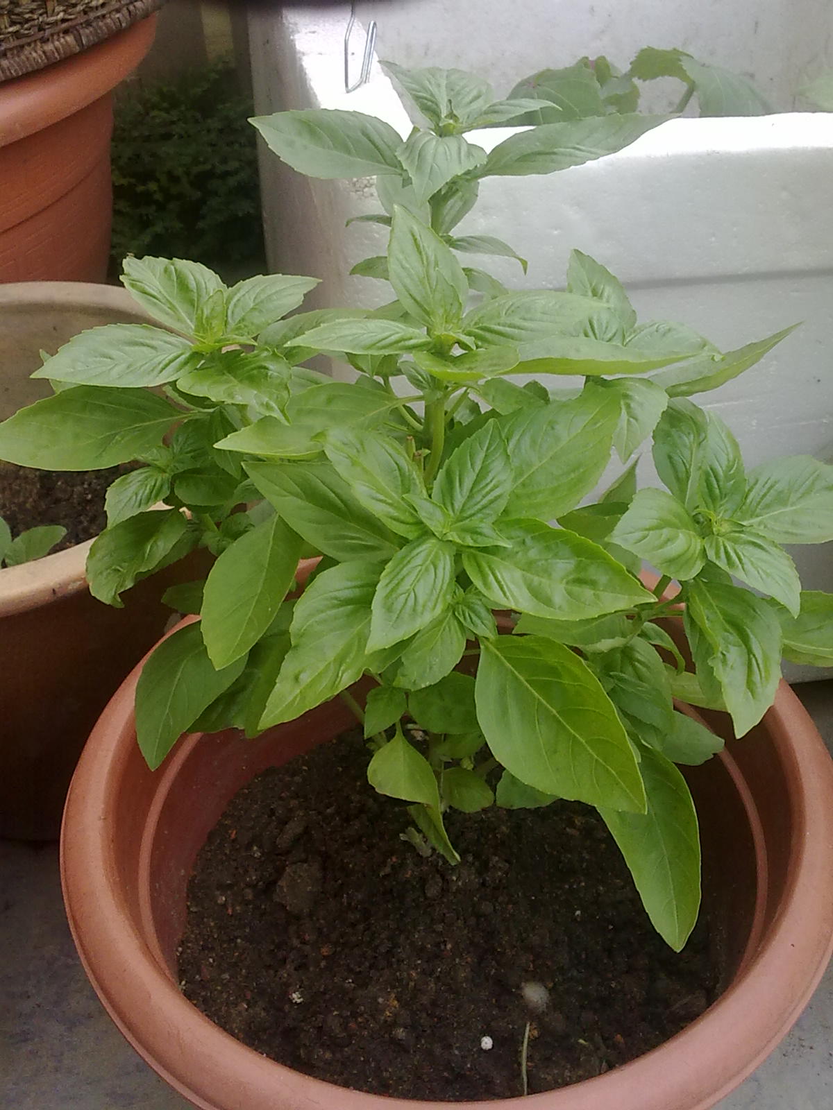 Manfaatkan masa menghasilkan kemanfaatan: tanaman Herba