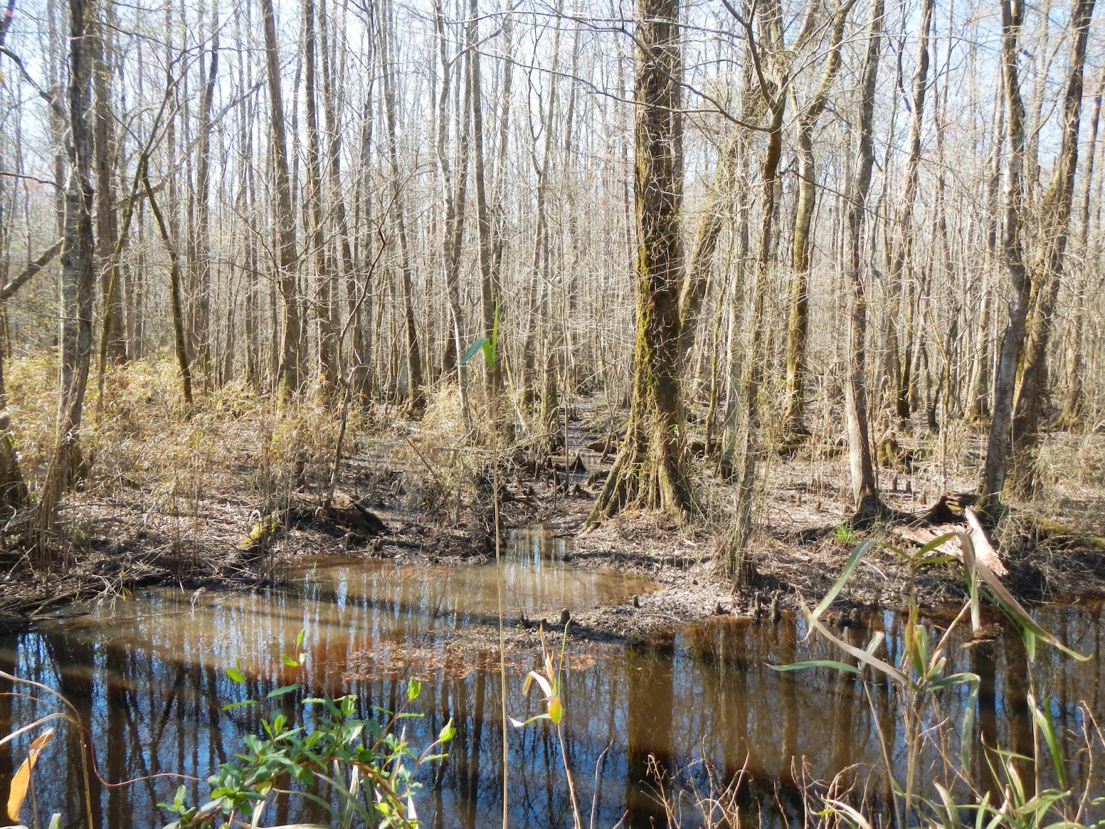 Oh To Be Hiking!: Group Hike in the Great Dismal Swamp