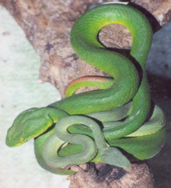 Adventurose | Because Life is an Adventure: Jenis - Jenis Ular Indonesia