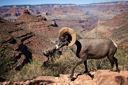 Places to see in the World: Grand Canyon Wild life – Animal in Grand Canyon
