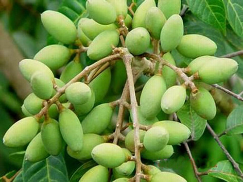 Lead to China Tours: Peculiar Fruits in China