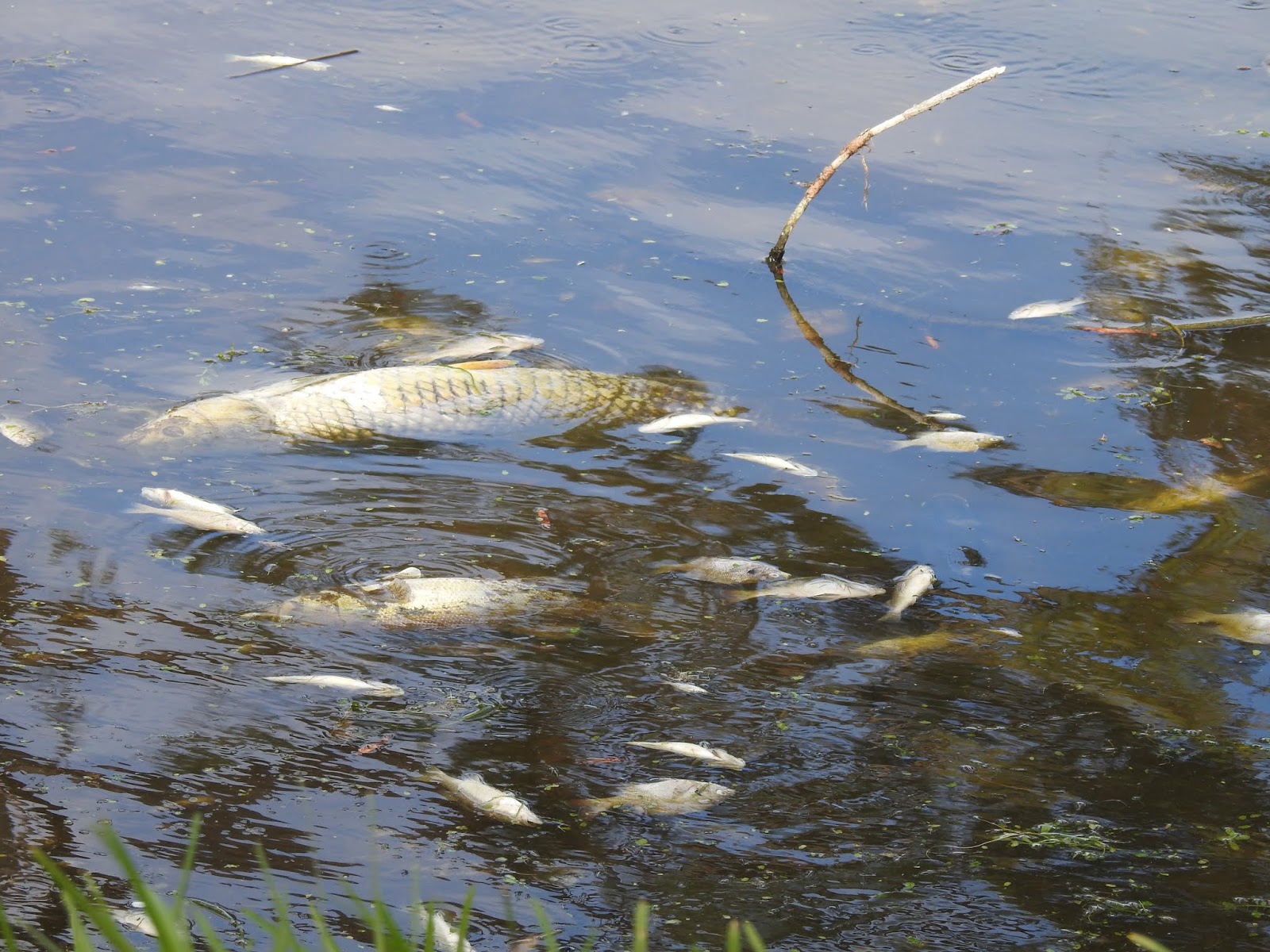 Wildewood Wonders: Pond turnover and so many birds feasting