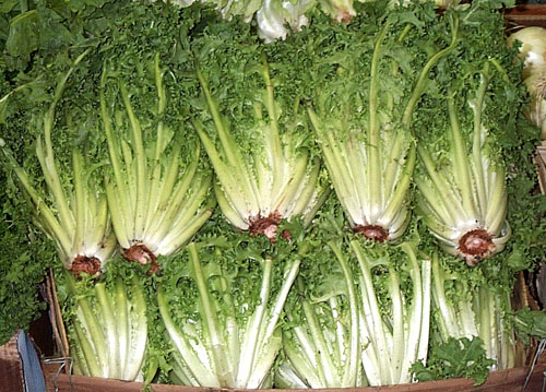 Endive - Fruits And Vegetables