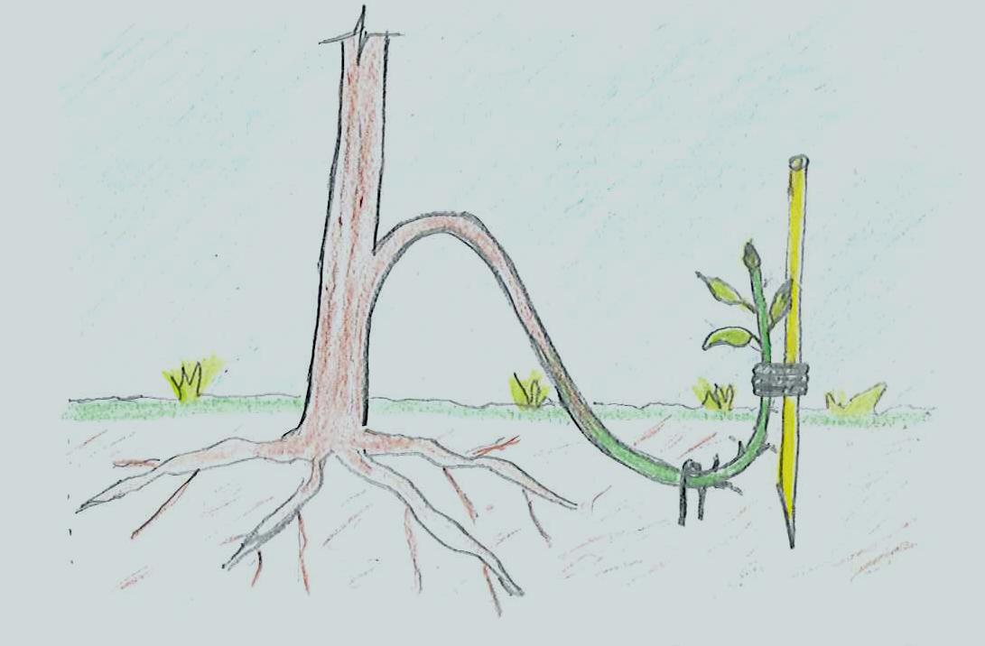 Faenas de la Huerta: Acodado y Acodado Aéreo