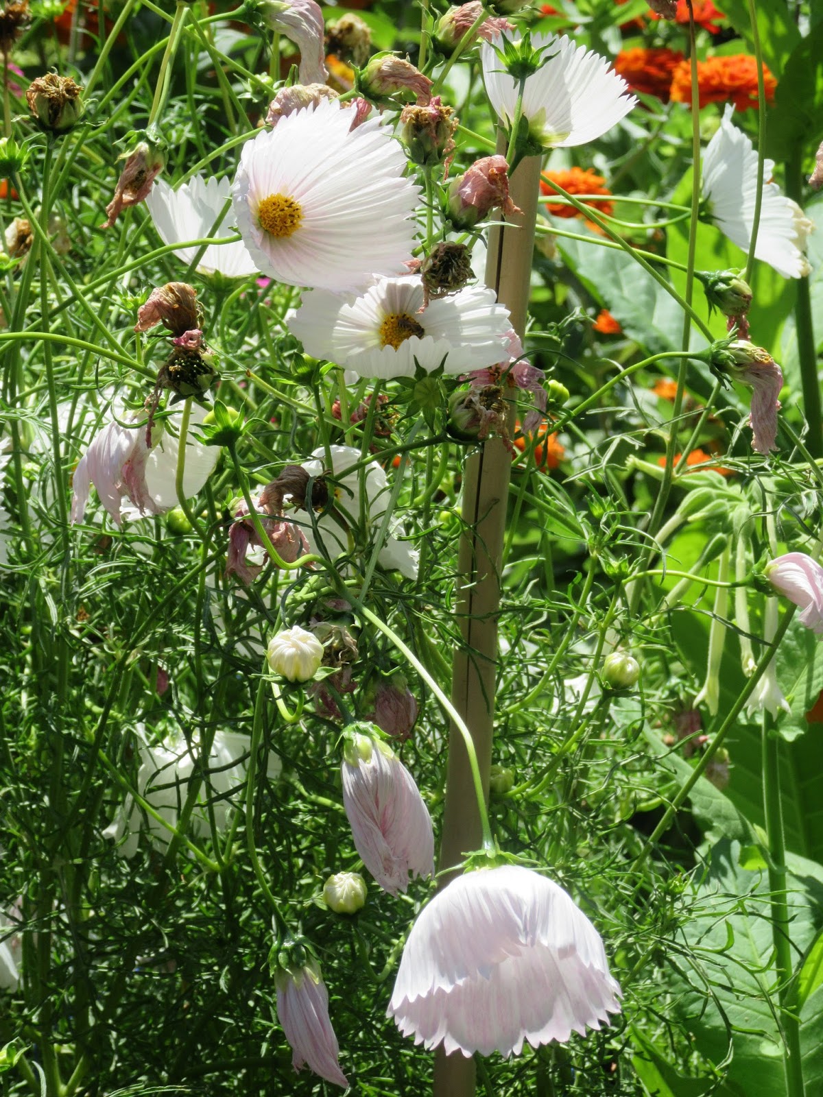 The Denver Botanic Gardens | Madison Taylor