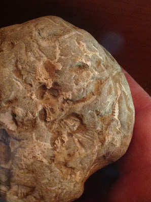 Lambton Rocks: Another Fossil Face: Part One