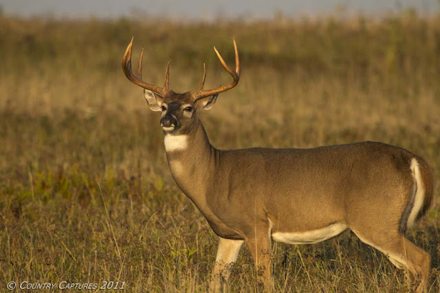 Country Captures: Getting Ready to Rumble