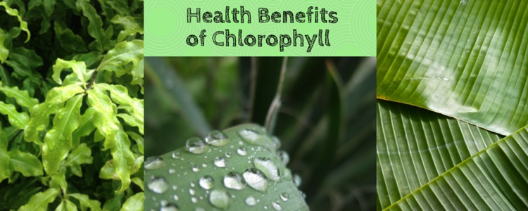 7 Amazing Health Benefits of Chlorophyll | KNAF TRINIDAD