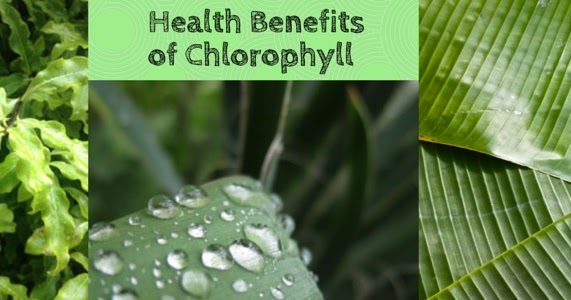 7 Amazing Health Benefits of Chlorophyll | KNAF TRINIDAD