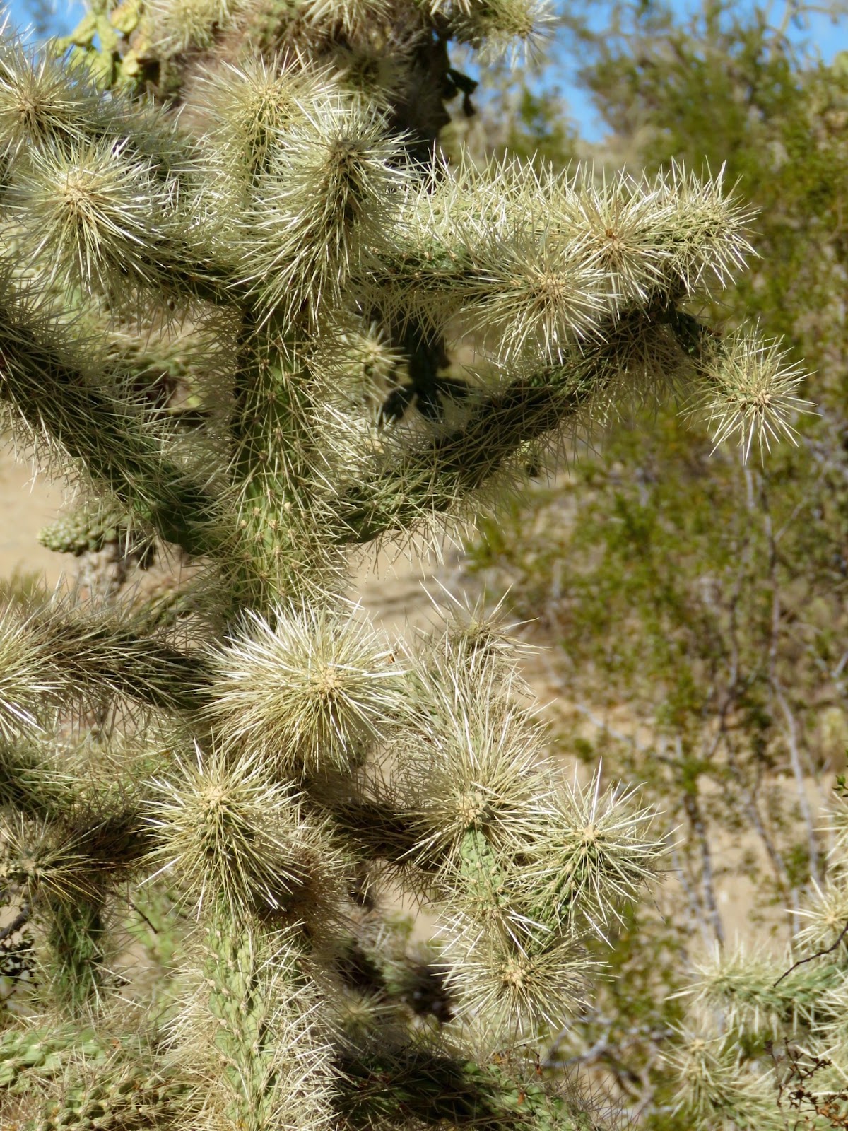 Winds of Destiny - RVLife: Yuma Conservation Garden, 12/27/2015