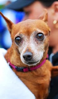 Small Dog Rescue of Minnesota - Rescue and Adoption Blog: A Closer Look