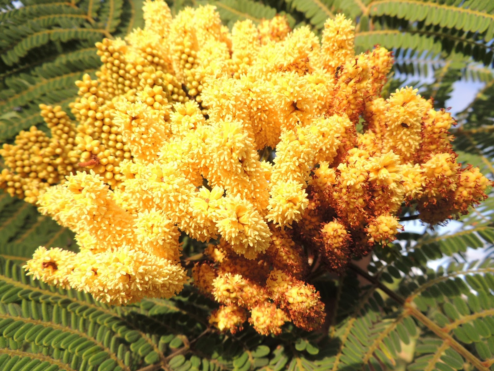 Fabaceae - Leguminosae no Brasil: Fabaceae - Dimorphandra mollis Benth ...