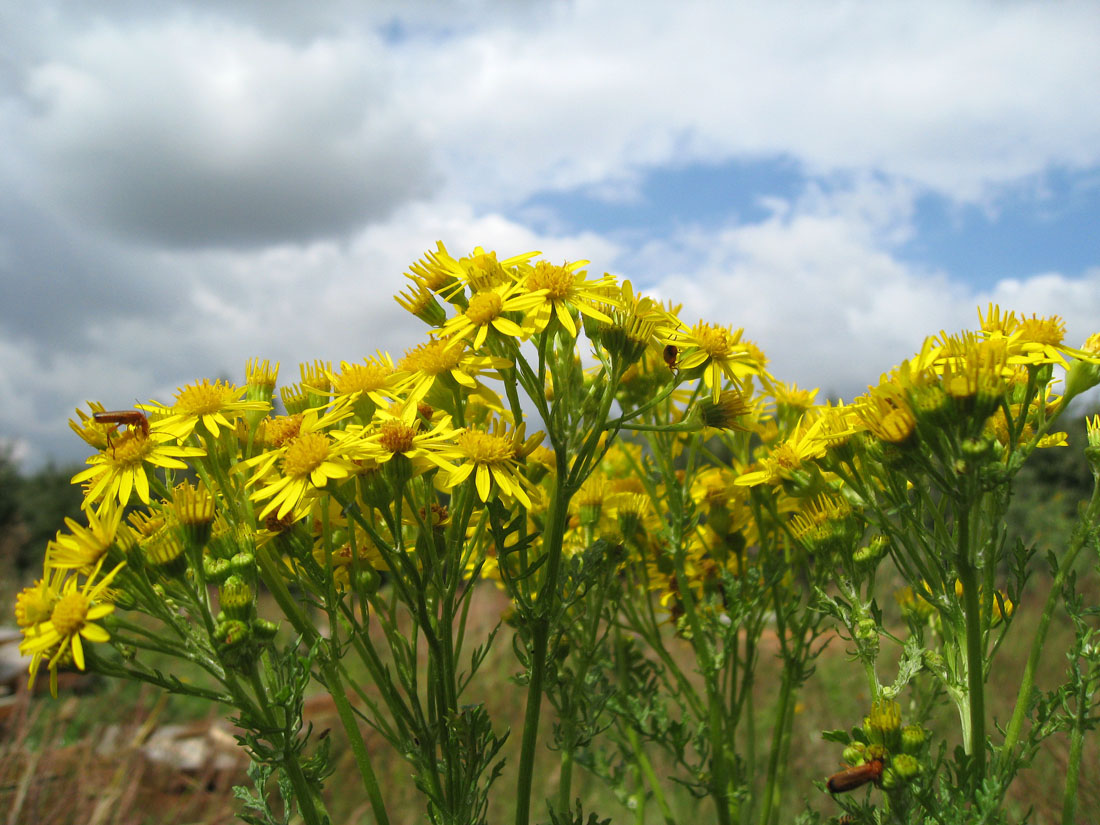 New Horse Owners: How to recognise Ragwort