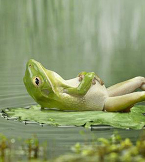 BLOG ESCOMBRISMO: La rana echándola y más IMÁGENES CHUSCAS, PACHECAS y ...