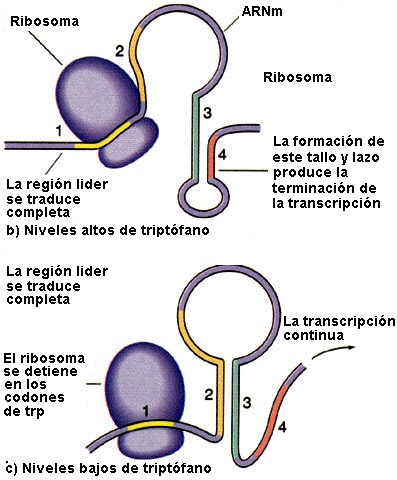 ḼїδβӚϯЧ ᴙ ⱥ ¶ ¶ ¶ ¶: 8.4.2 OPERÓN DE TRIPTÓFANO