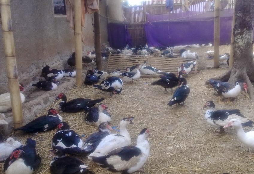 Ternak Entok Pola Hcs | Kumpulan Cara Beternak Yang Baik Dan Benar