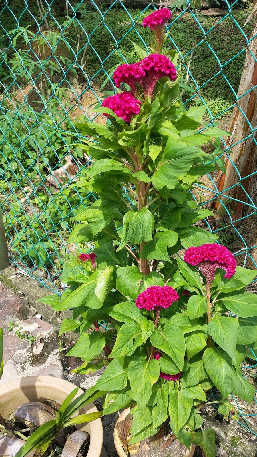 Warisan Petani: Pokok Bunga Balung Ayam