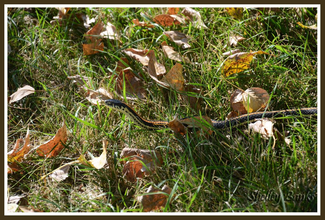 Prairie Nature: Western Plains Garter Snake
