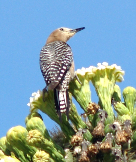 Arizona: Beetles, Bugs, Birds and more: Non-insect Pollinators of ...