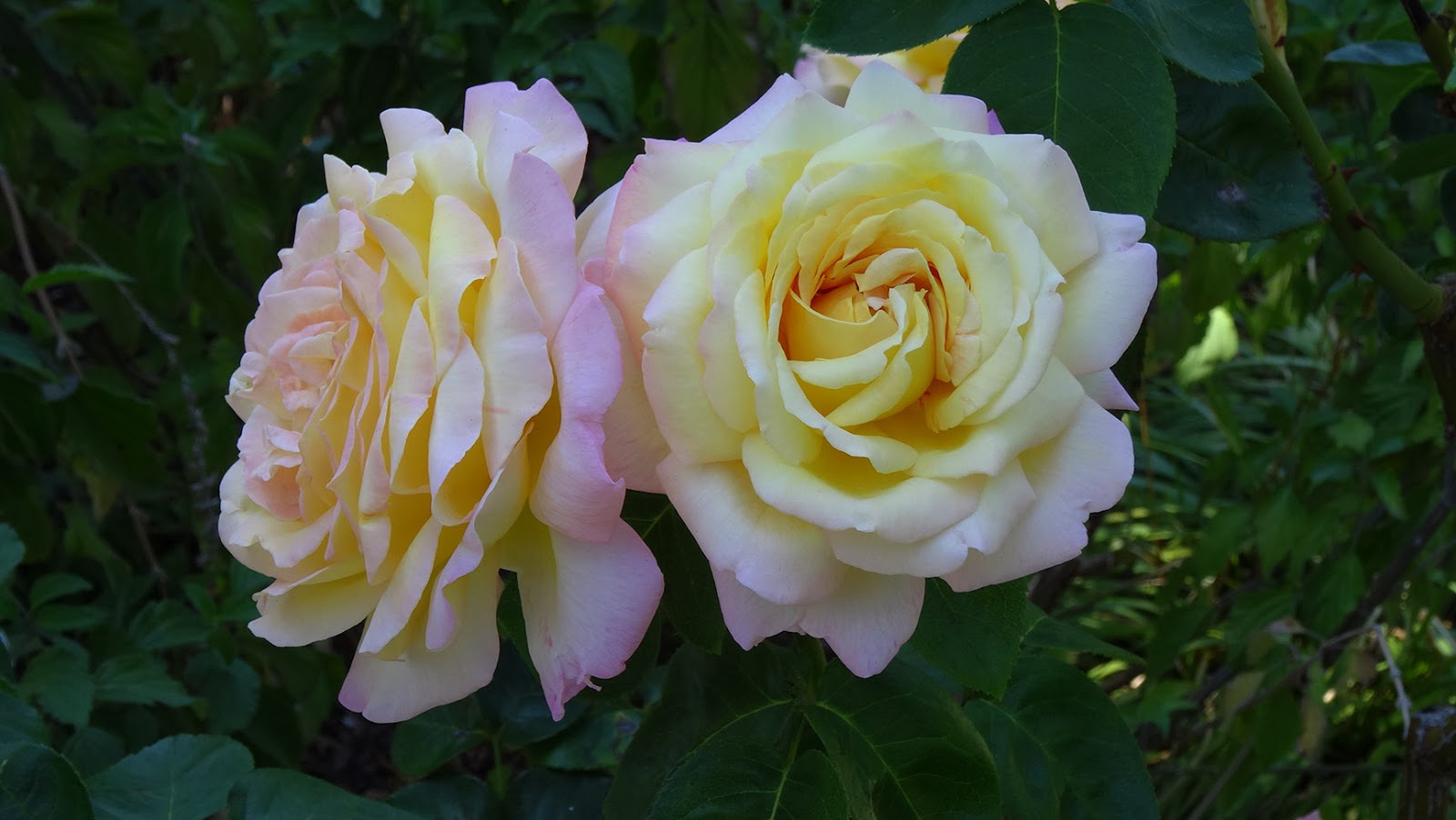 NixPixMix: PEACE ROSE