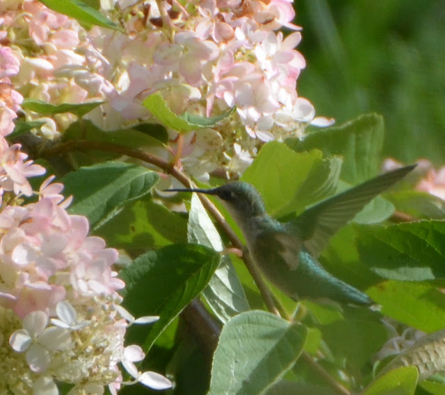 Flower Hill Farm: Ruby-throated Hummingbirds Within the Late Summer Garden