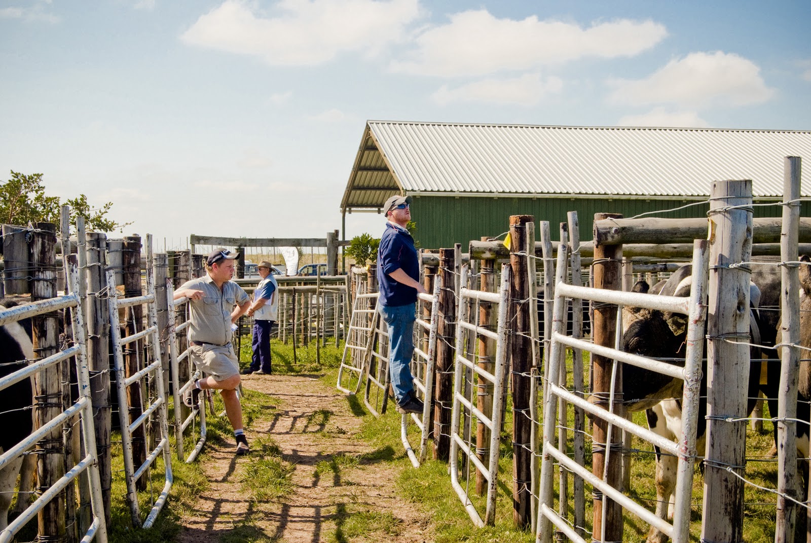 Tarryn Liddell Photography: Livestock Trading