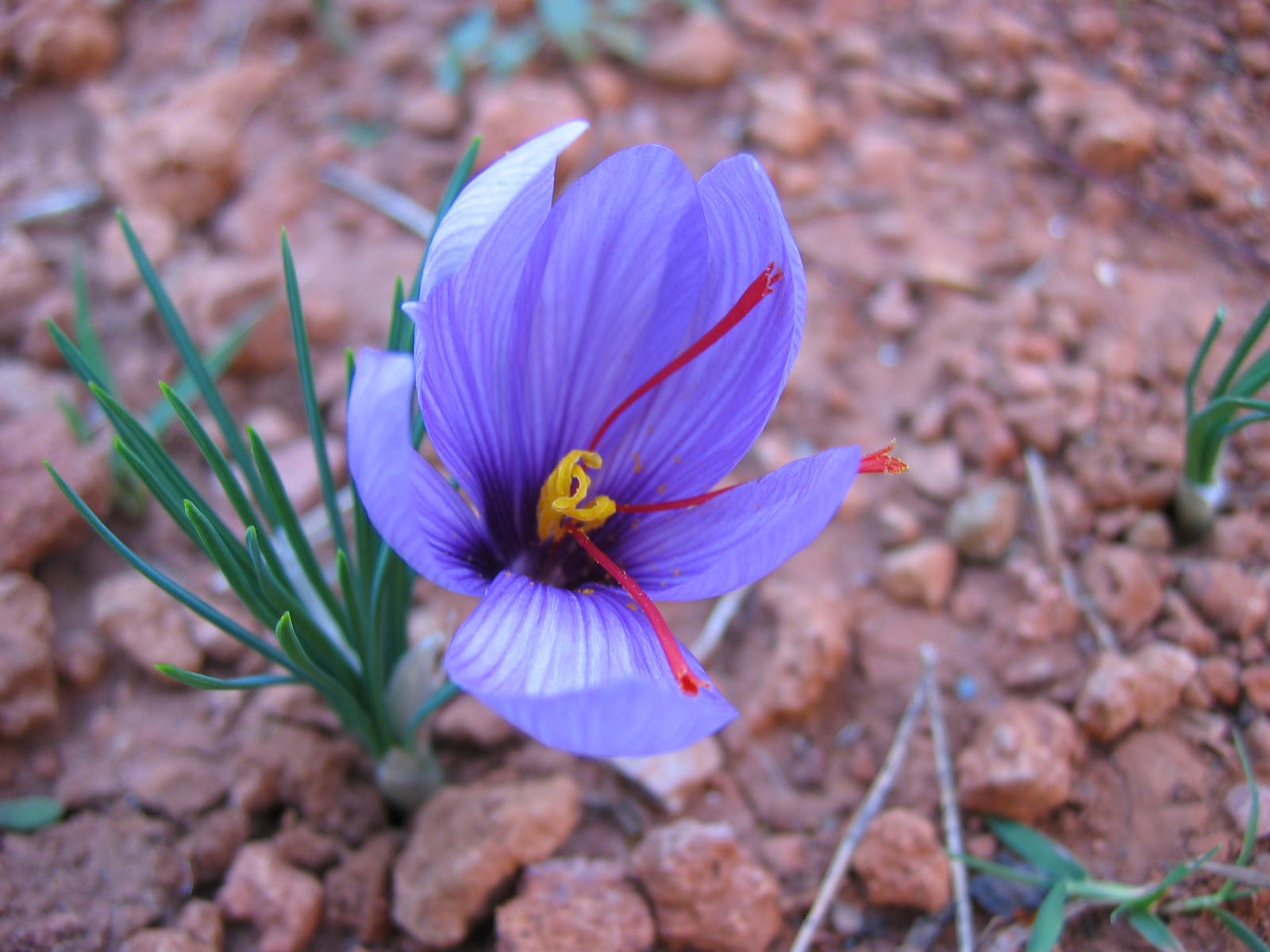 Universo Botánico: Crocus sativus L. (Azafrán)