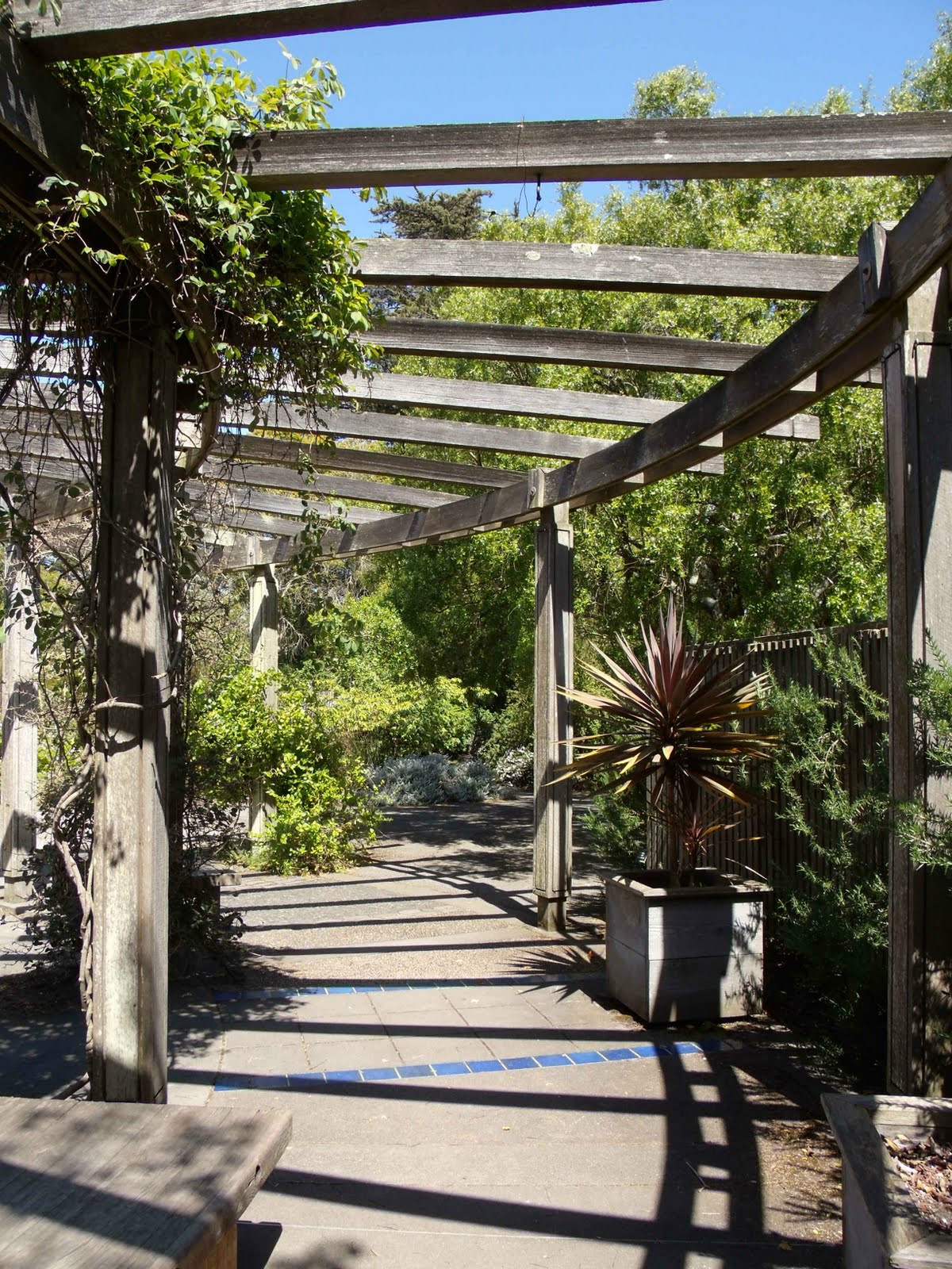 Shadow Shot Sunday - Garden Shadows