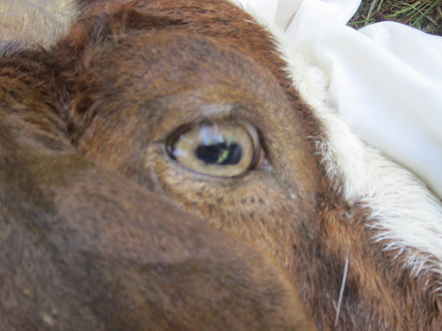 Journey To A DVM: Sick Goat (now Dead Goat)