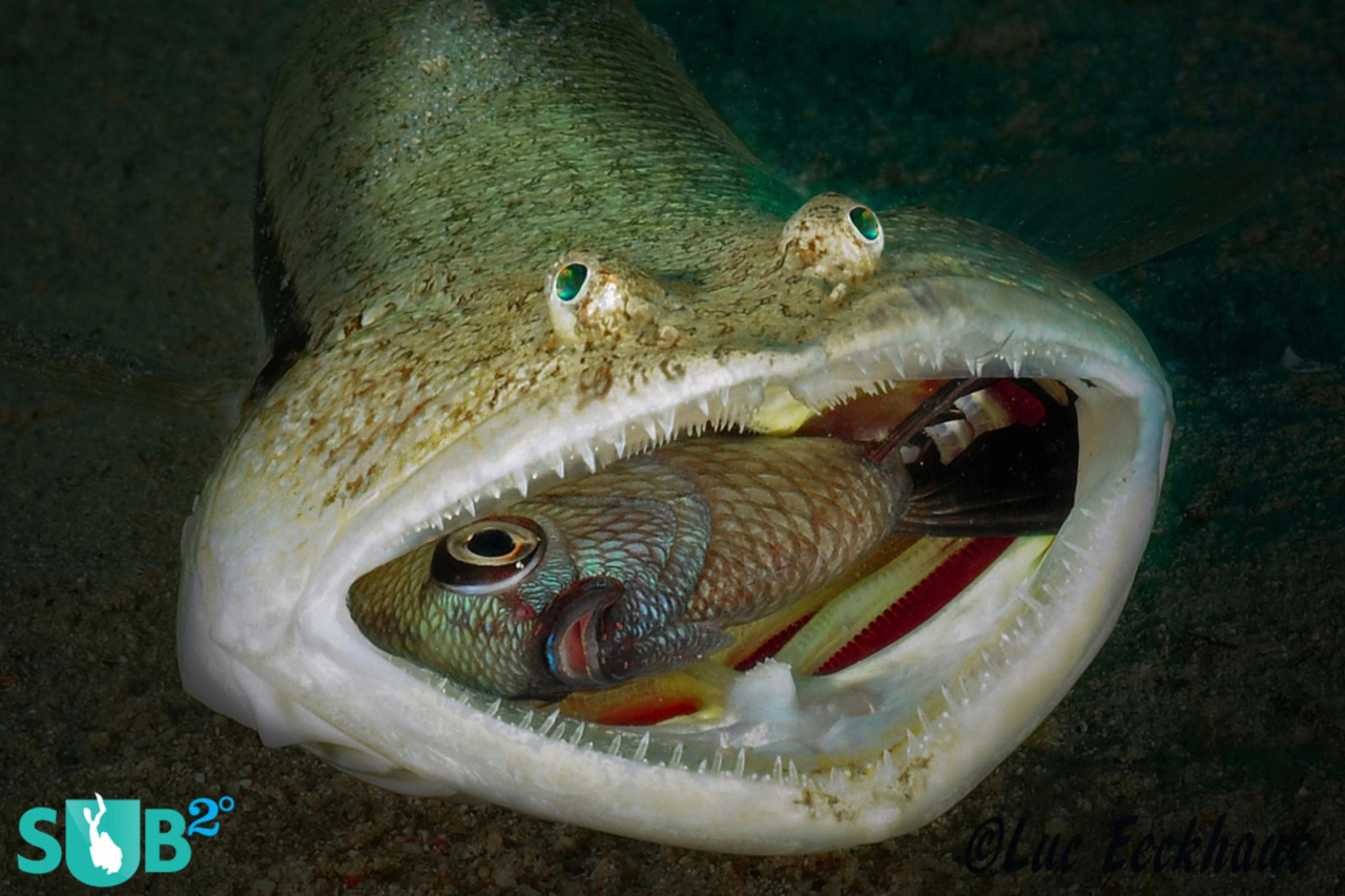 bloginafog: A happy Lizardfish.