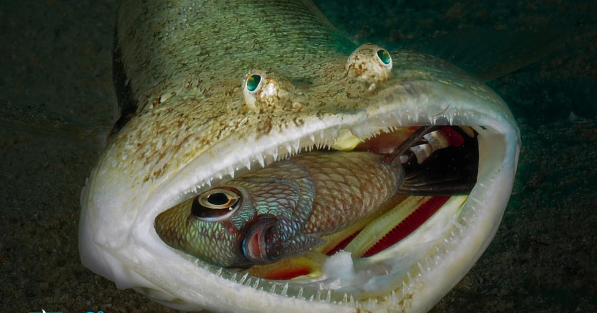 bloginafog: A happy Lizardfish.