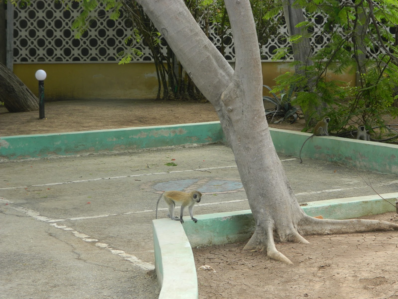 Somalia in Pictures: Somalia - Picture of IDP Monkeys in Somali Fruite