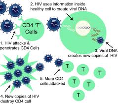 Gilberts for His Glory: The Truth about HIV: How HIV Works