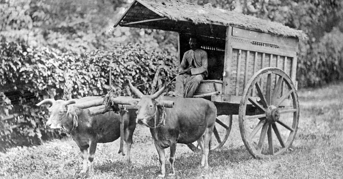 Apa itu Gerobak Sapi atau Cikar atau Pedati? - BLOG PENEMU