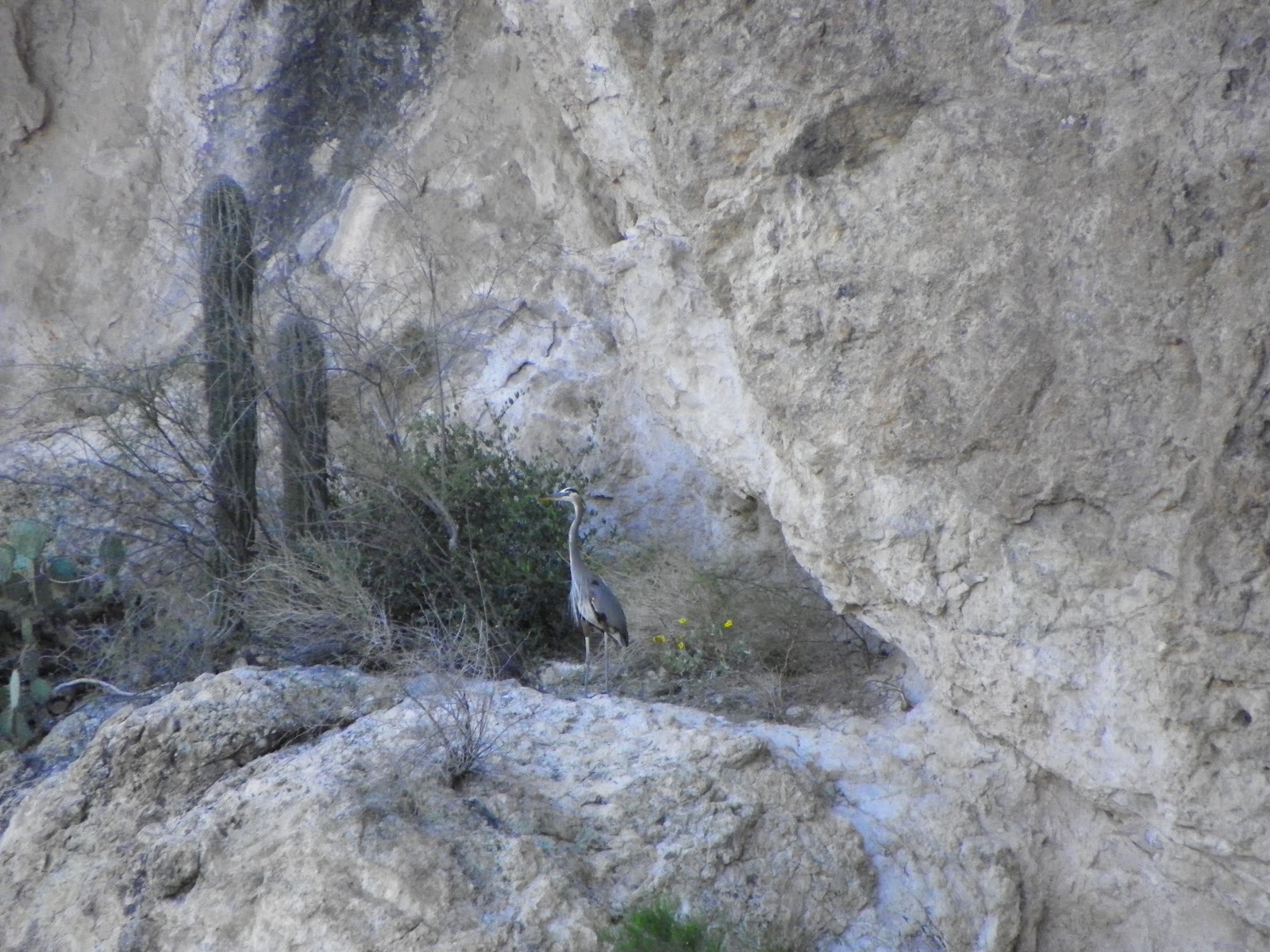 ON THE ROAD: Rock Shadows RV Park-Apache Junction,AZ