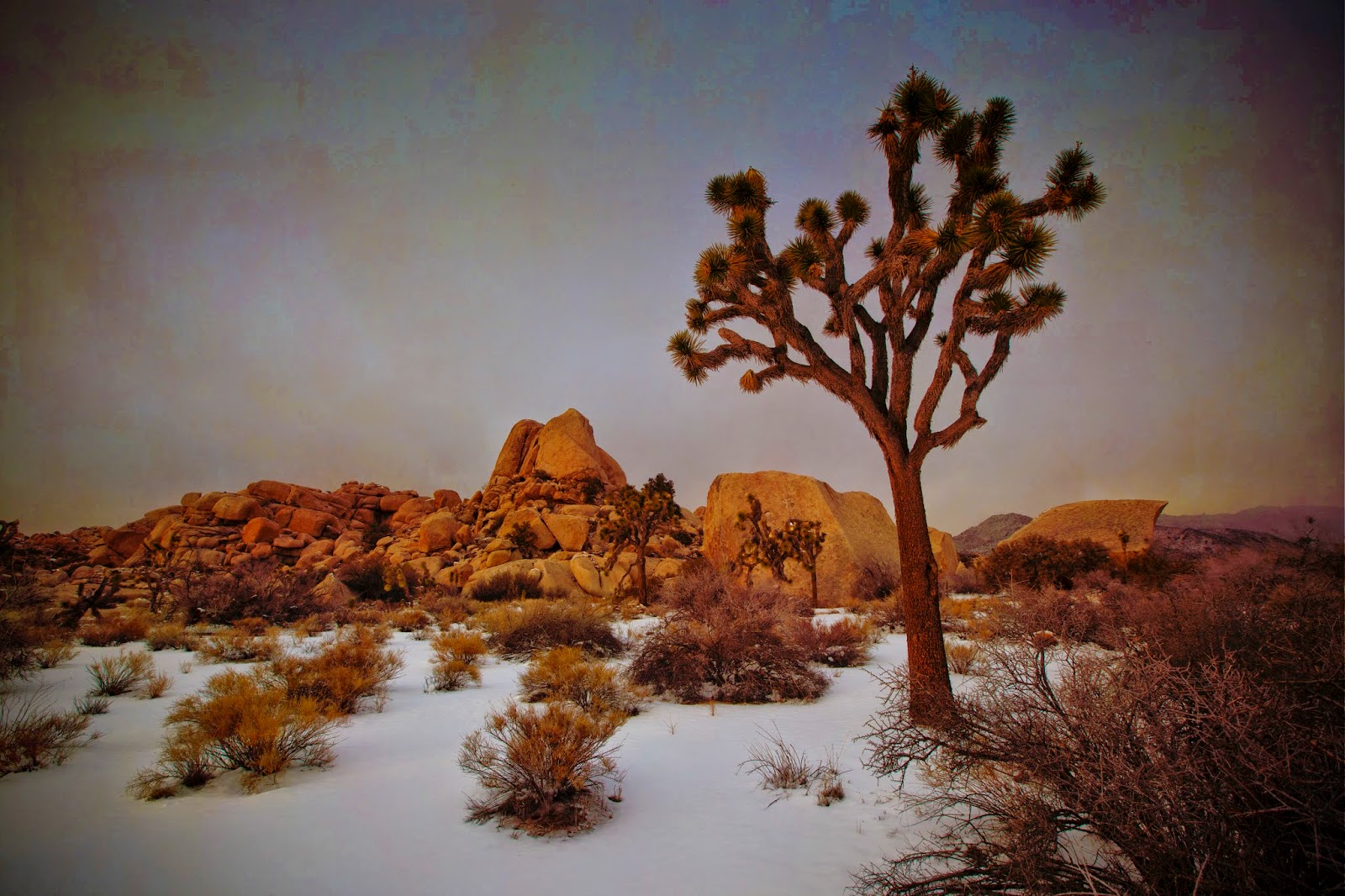 Spare Parts and Pics: Snow in Joshua Tree!