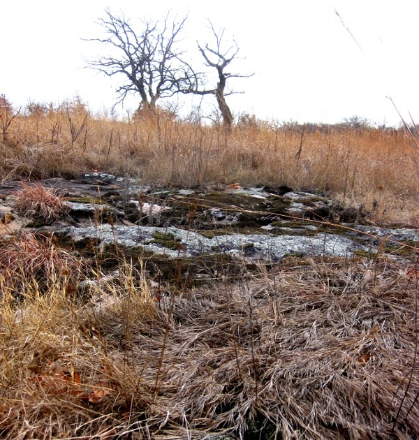Restoring The Landscape With Native Plants: Fragile (Brittle) Prickly ...