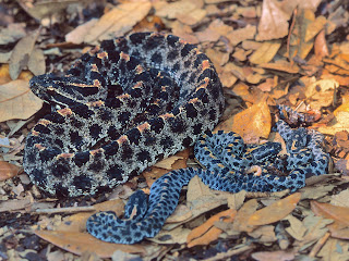 Life is short, but snakes are long: Snakes that are Good Parents