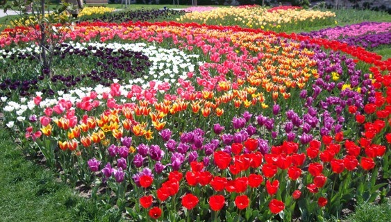 Bitkiler -9.Sınıf Biyoloji 2.Ünite- | BİYOLOJİ OKULU