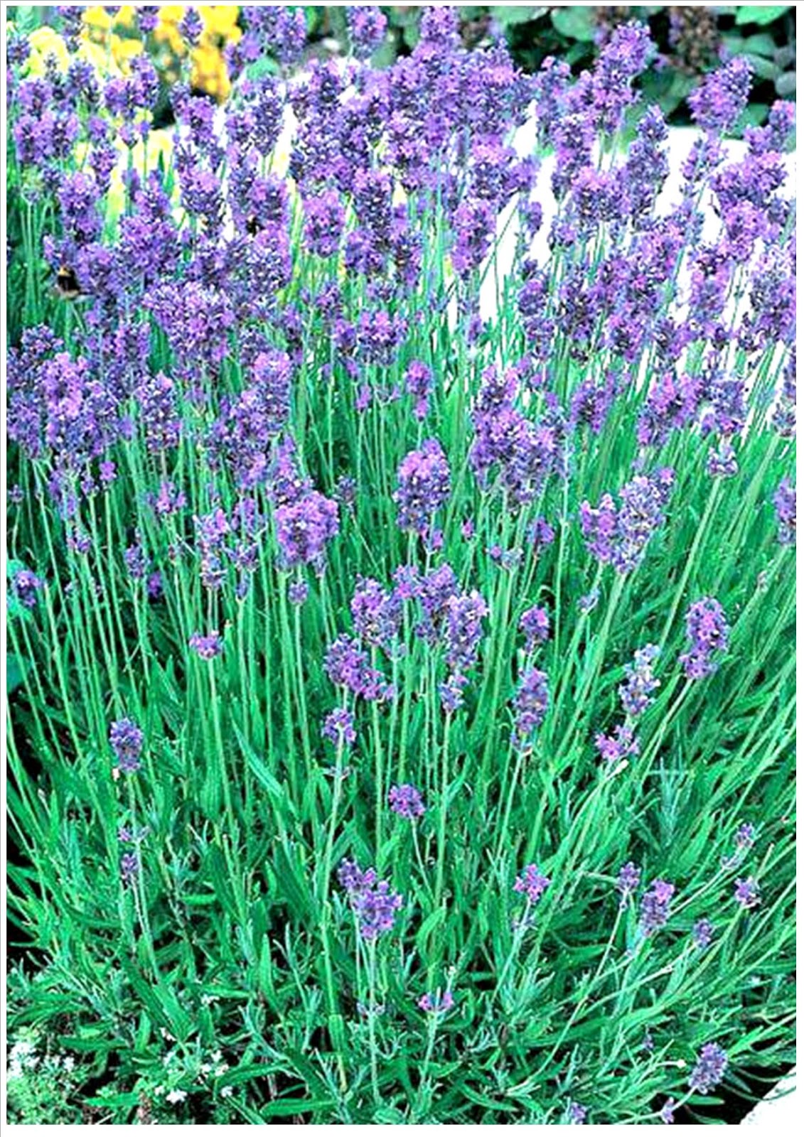 Gambar Aneka Bunga dan Keterangannya