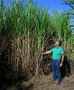 Superalimentos y cultivos alternativos: Miscanto o pasto elefante asíatico